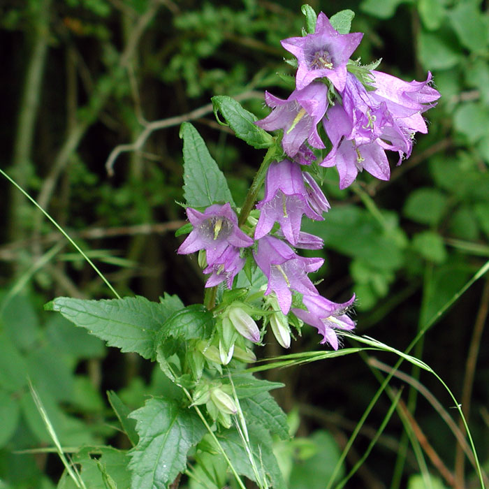 Wild Flowers Kingdom: Nettle-leaved Bellflower