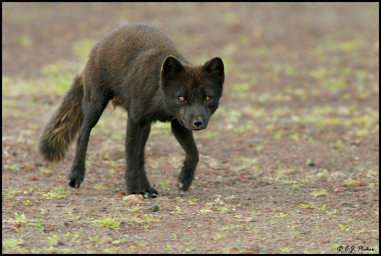 Animals pictures: Arctic blue fox