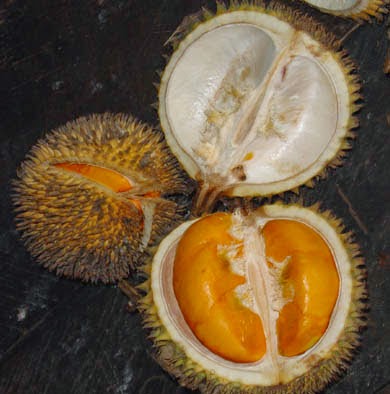 macan macam buah buahan langkah: Macam Macam Buah Langkah