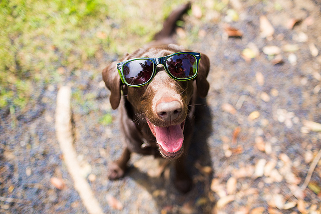 Pet Photography by Anthony Helton