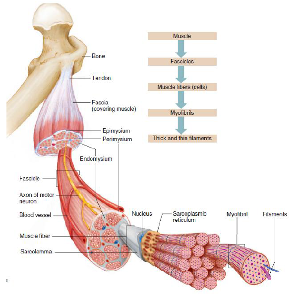 NOTA KEDOKTERAN: Fungsi dan Mekanisme Otot Serta Efeknya Terhadap Aktivitas