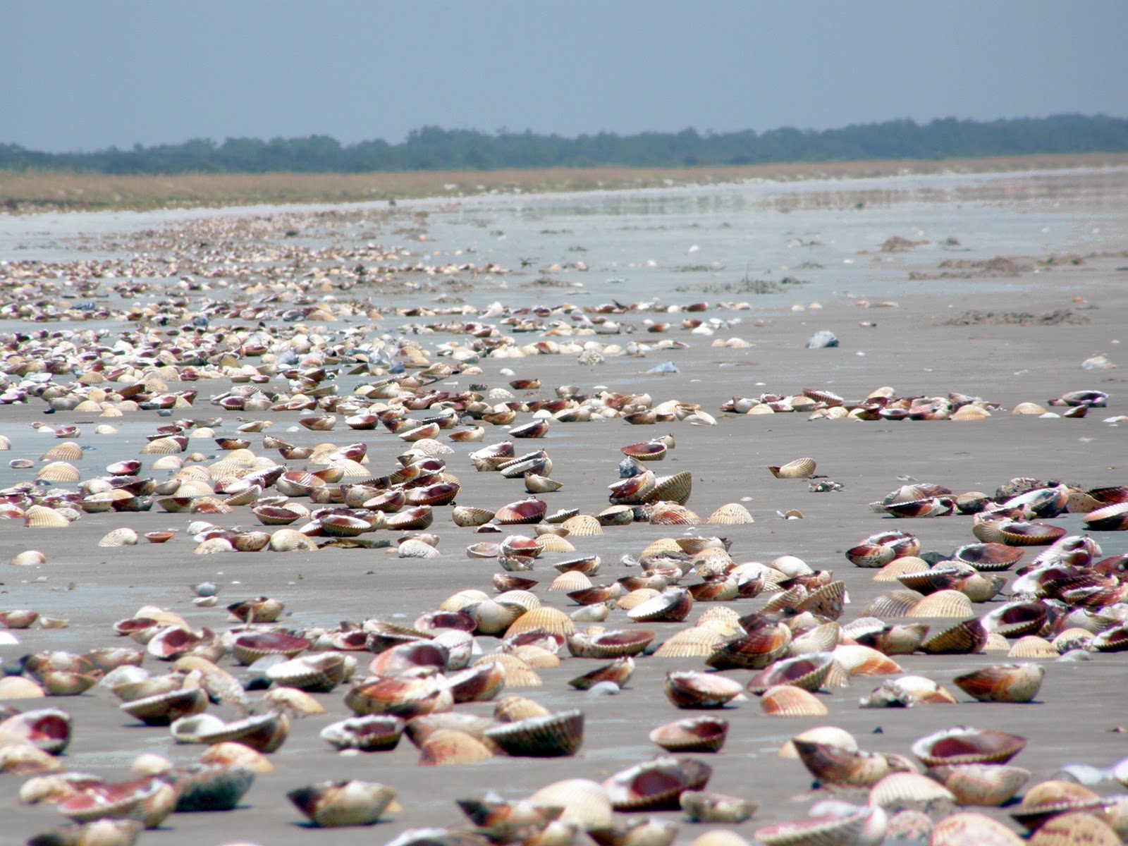 Bubbajunk - A Small Town Boy: Hunting Seashells