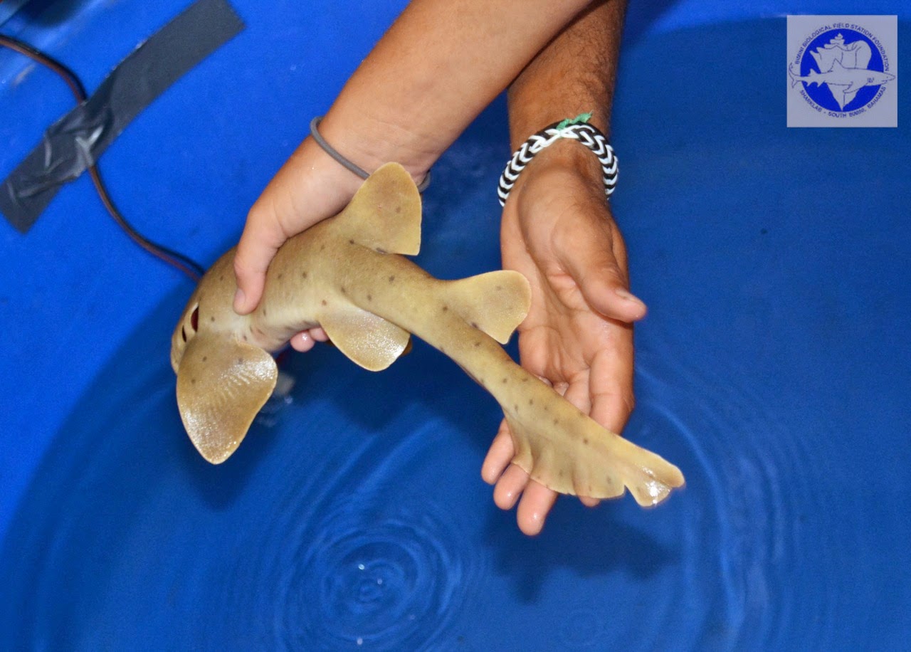 When Life Gives You Lemons...Take DNA!: "Skype Education: Shark Science ...