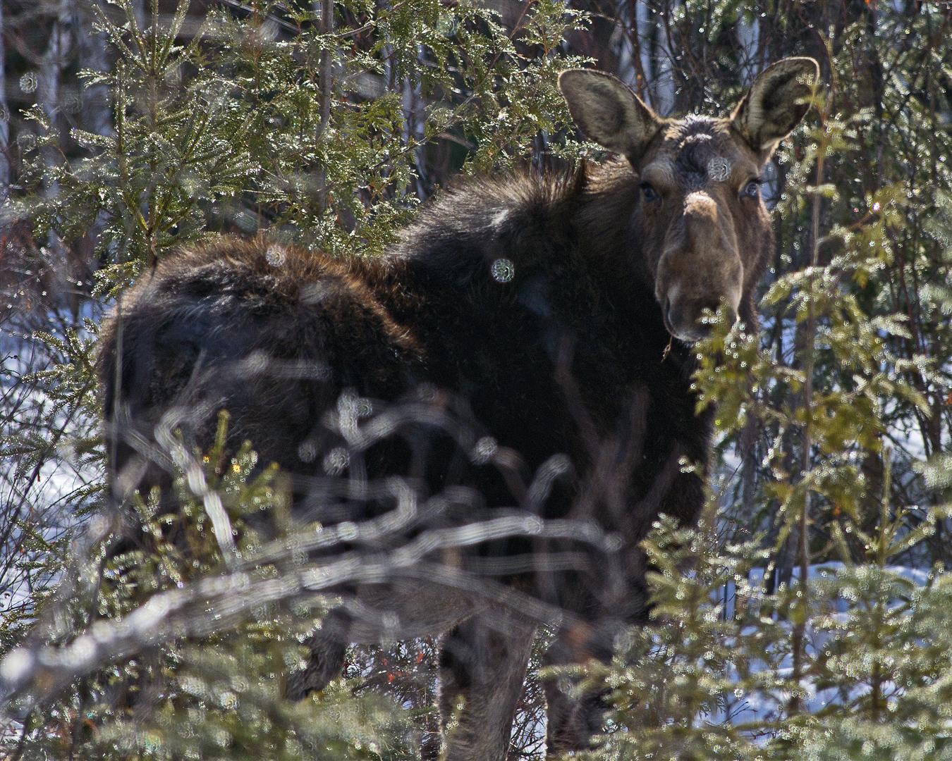 Wild in Pictures: Yearling Moose,Mallards and Sandhill Cranes