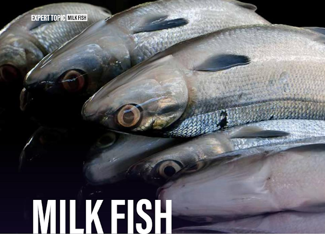 The Aquaculturists: Species focus: Milkfish