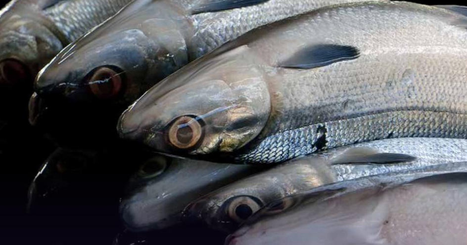 The Aquaculturists: Species focus: Milkfish