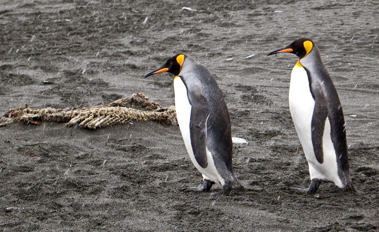 quelques voyages ...: Manchots