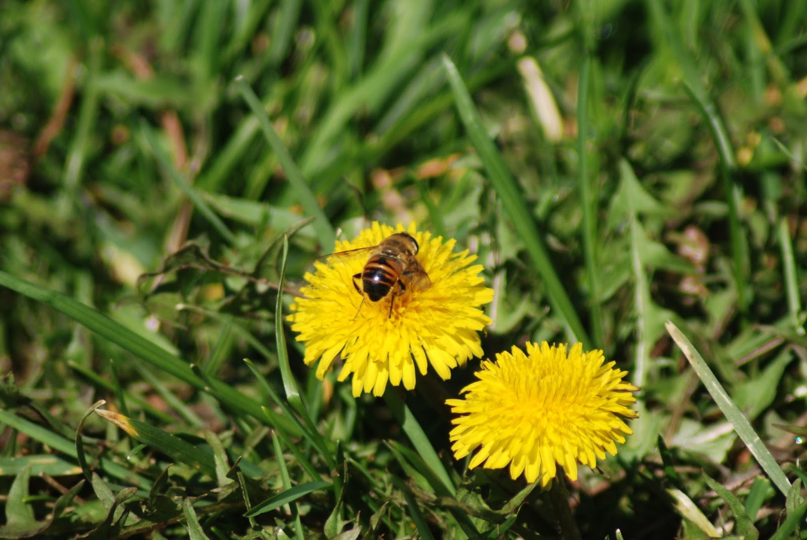 Elmira Pond Spotter: Bee Enduring