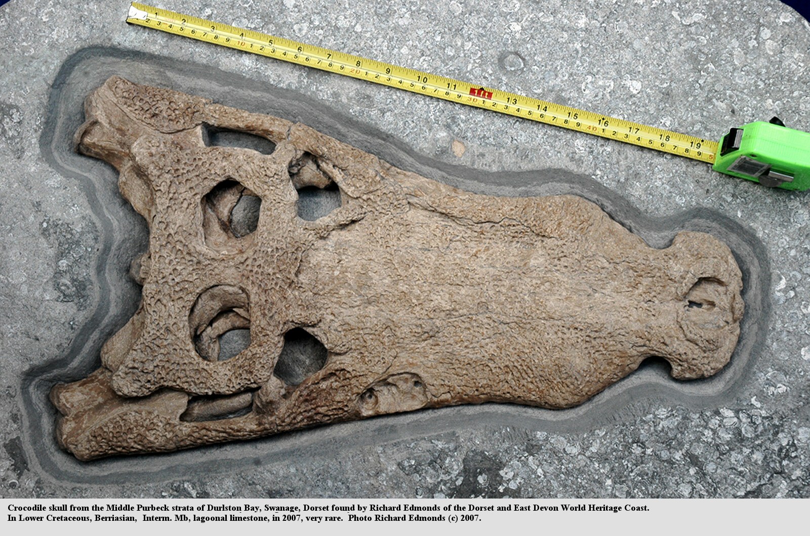 Escenarios prehistóricos: Goniopholis