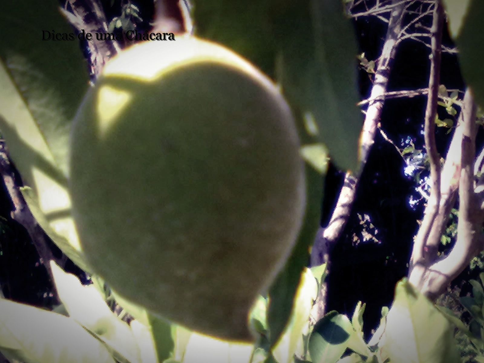 Dicas de uma Chácara: Pessegueiro