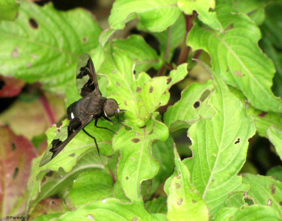 Gifting Trees...: Garden-Friendly Bugs!