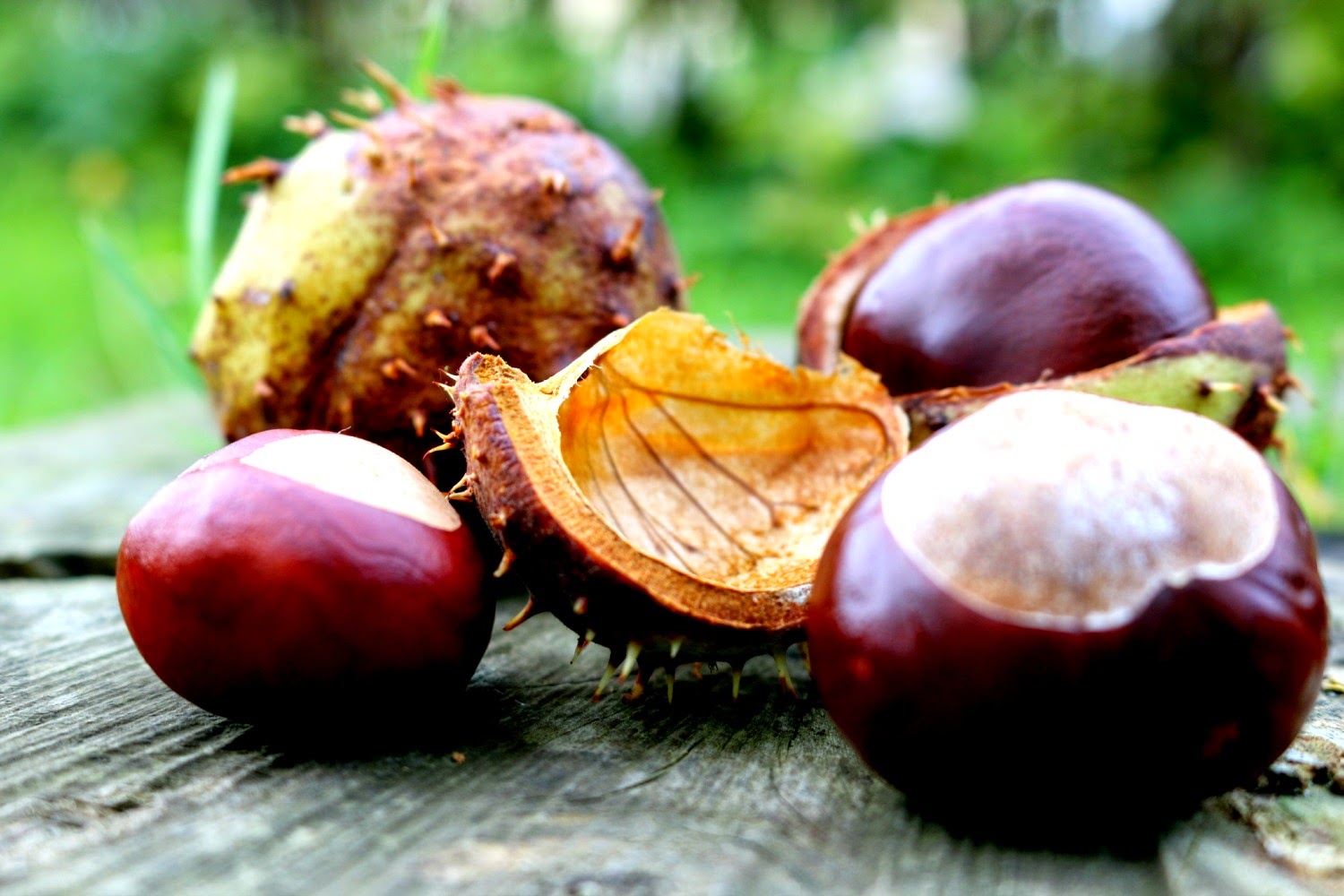 Kastanie oder besser Rosskastanie - #40 Foto der Woche | Volle Lotte