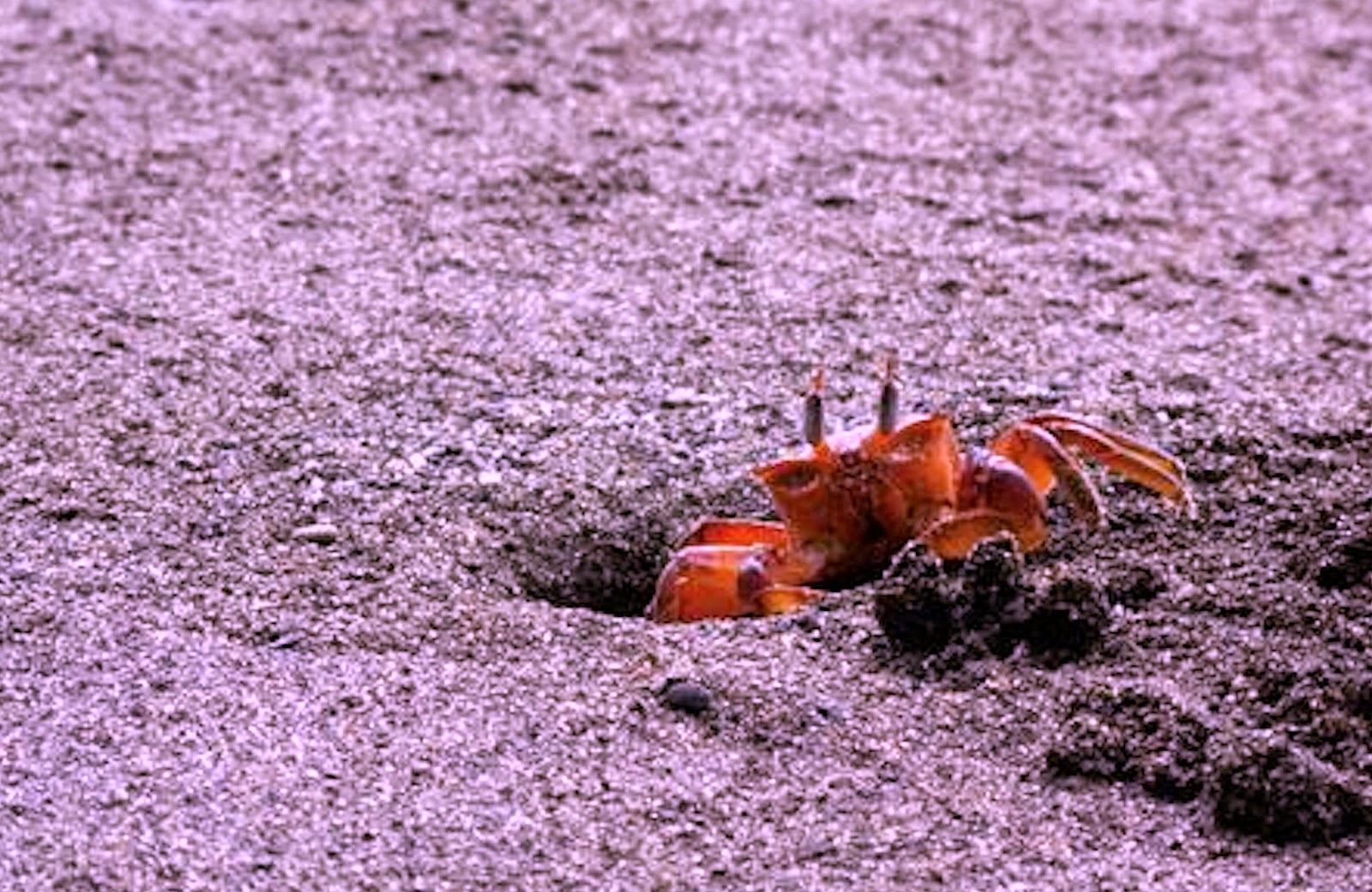 Amaratada, Yara Liceaga-Rojas