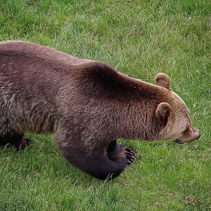 ajheris: BERKUNJUNG ke TAMAN PREDATOR ORSA BJÖRNPARK/ROVDJURSPARK