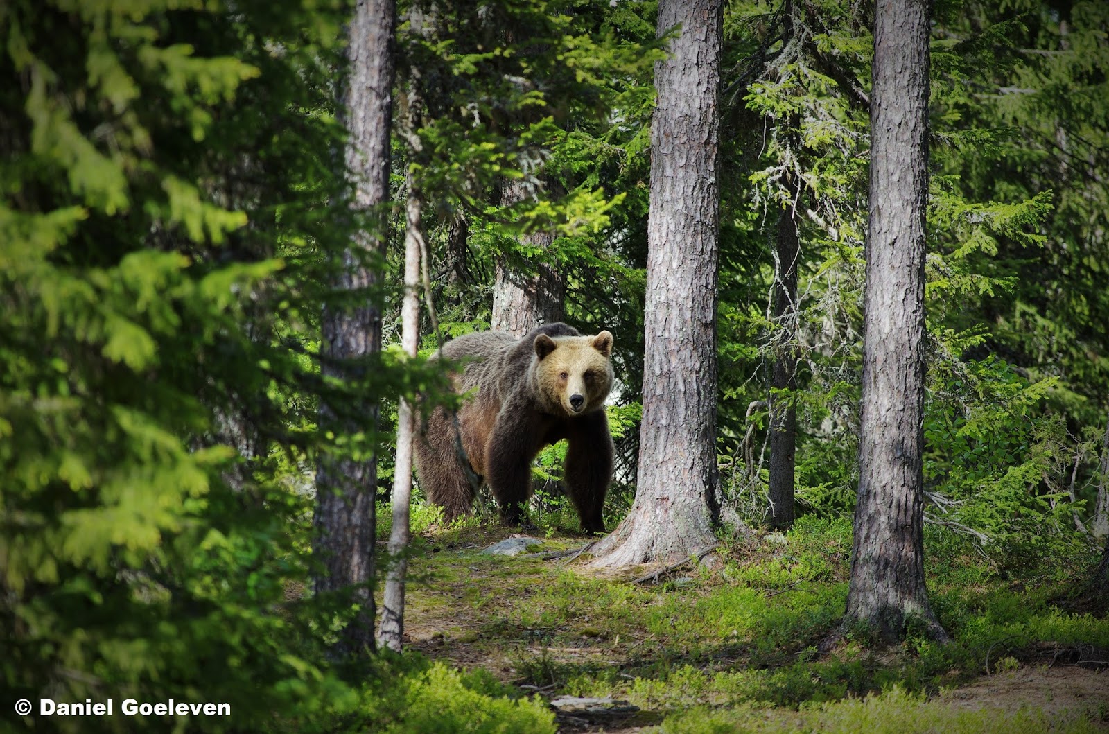 Biodiversité Animale: L'ours brun - Roi de la forêt (Daniel Goeleven)