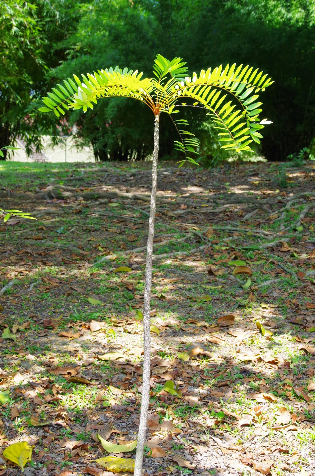 Trees and Plants: Tongkat Ali