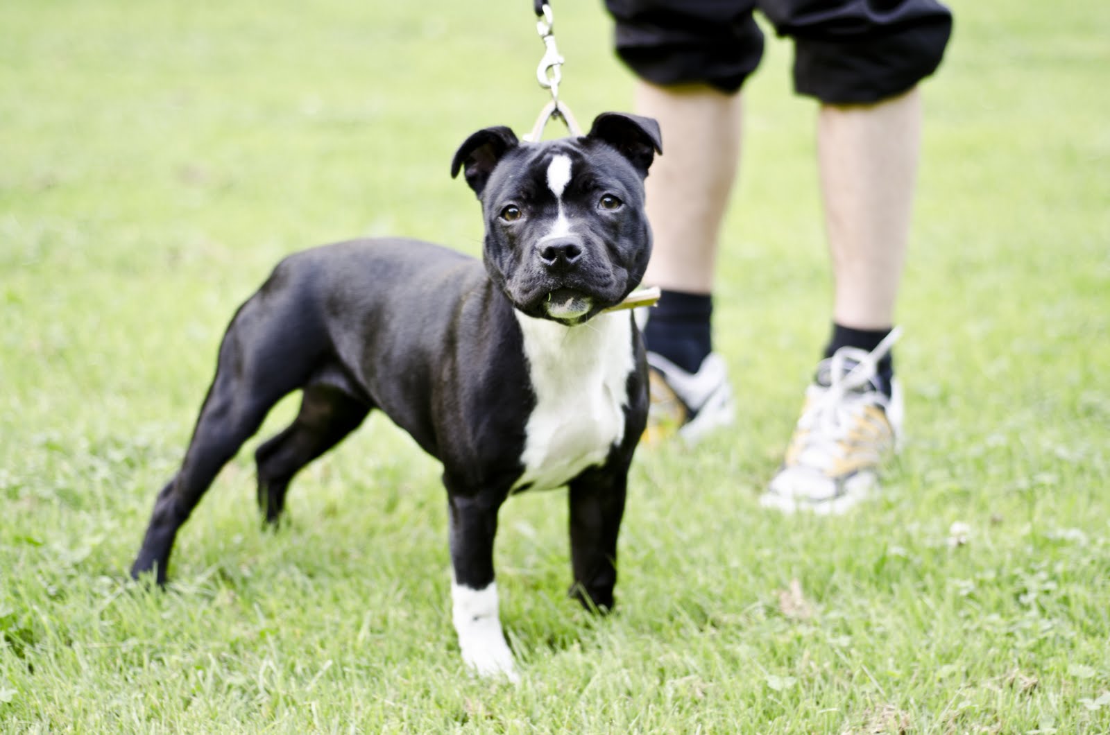 Hundavel & Ras - Ni med staffar! | Bukefalos