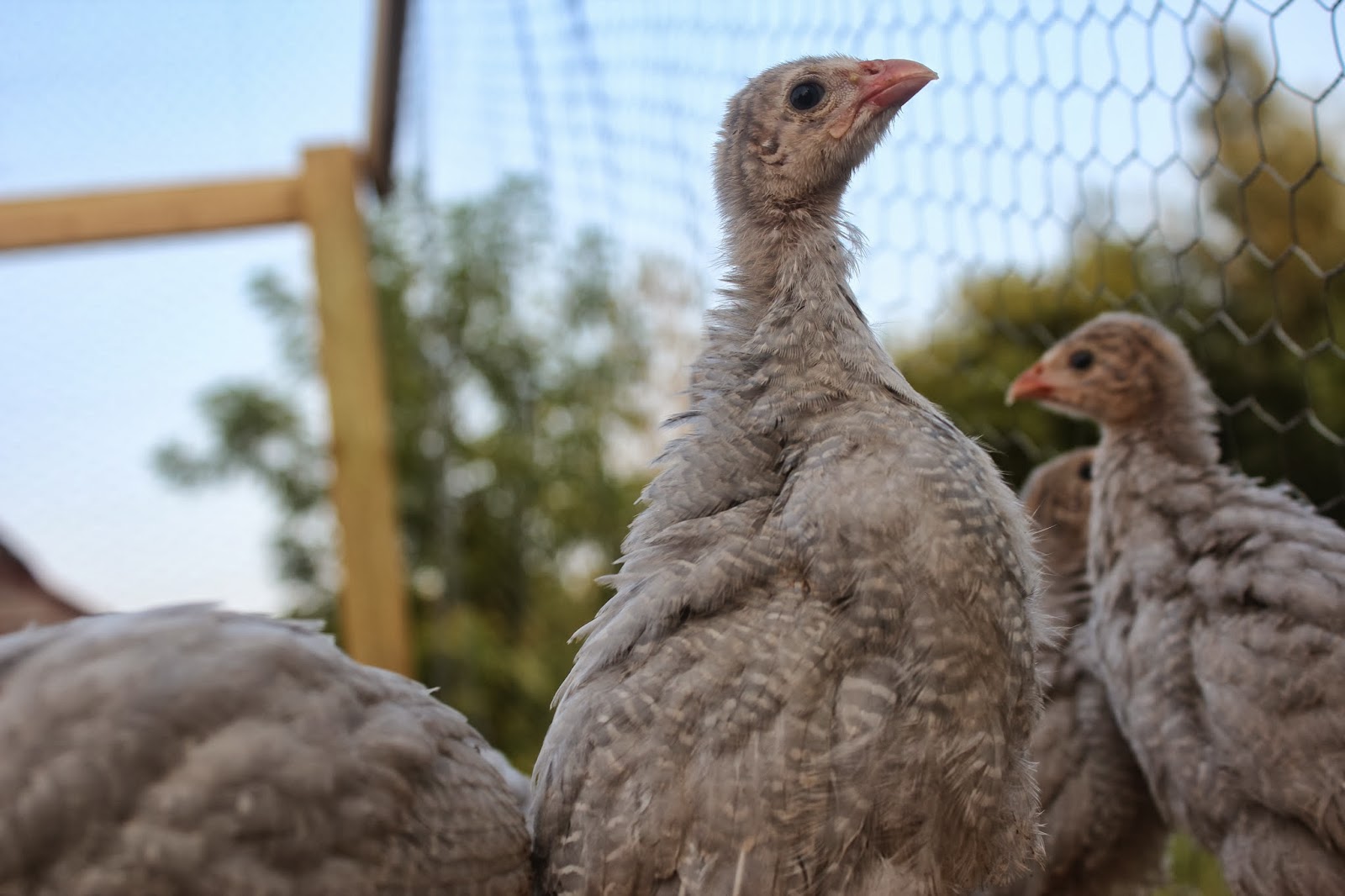 Blessings Farm: the Baby Guineas