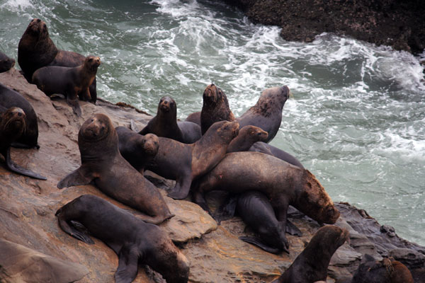 LA PUNTA MAS OCCIDENTAL DE AMERICA DEL SUR: LOBOS MARINOS / PUNTA BALCONES