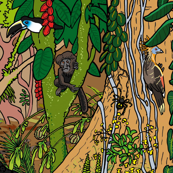 daniel sponton: Amazonas