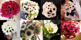 Amazing Garden: Spring Beautiful Flower - Anemones Flower