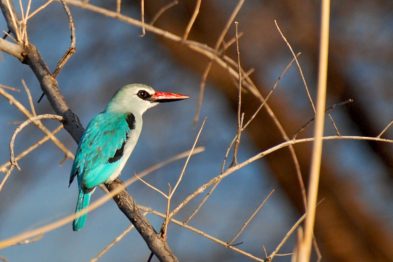 Our Adventures: Favourite Kenyan birds...