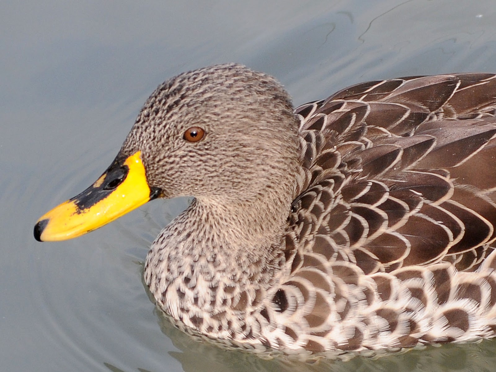 Les oiseaux du 27: Canard a bec jaune, Anas undulata