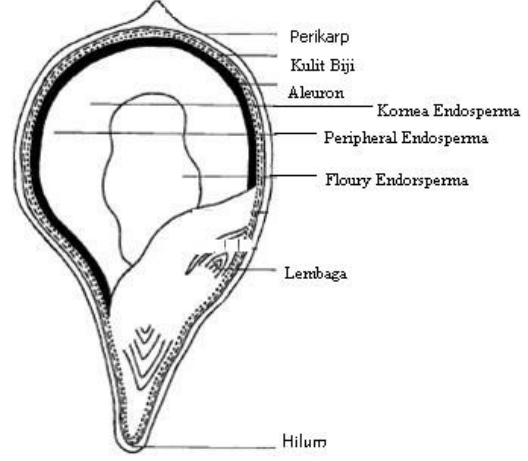 Pengetahuan Bahan Pangan: MILET