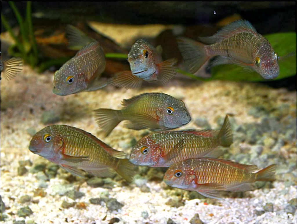 Tropheus'um: Tropheus Chaitika-Blue Rainbow