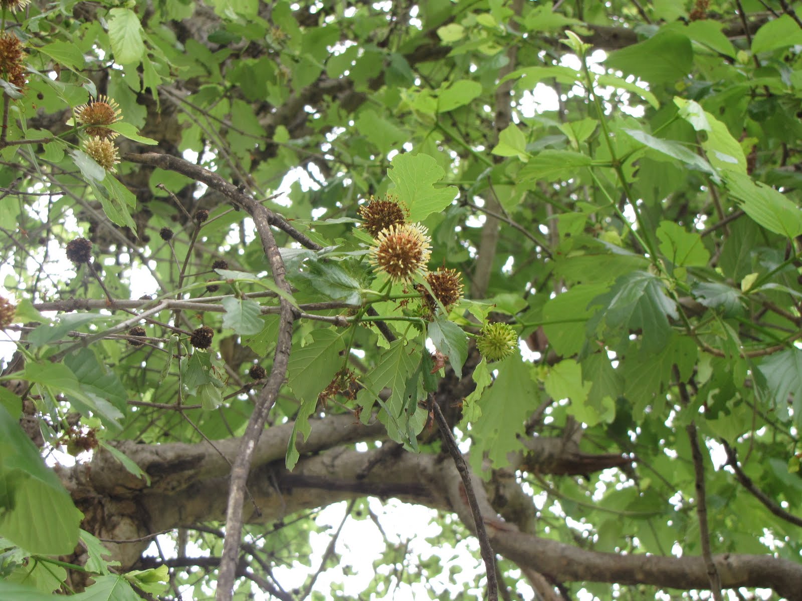 Melagiri: Tree Walk @ Melagiri