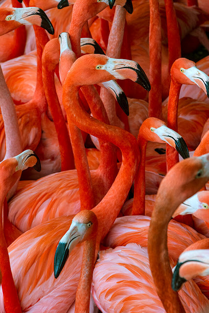 RETRO KIMMER'S BLOG: THOSE GORGEOUS PINK FLAMINGOS!