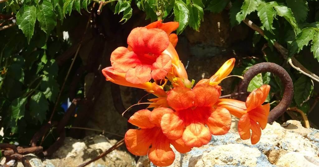 Divagar entre FLORES - ANIMAIS - NATUREZA: 🌼 Trompeta Chinesa