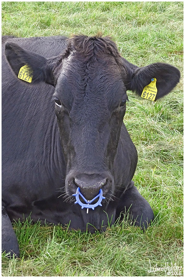 LH VANDAAG: Punkstier met neusring!!!!