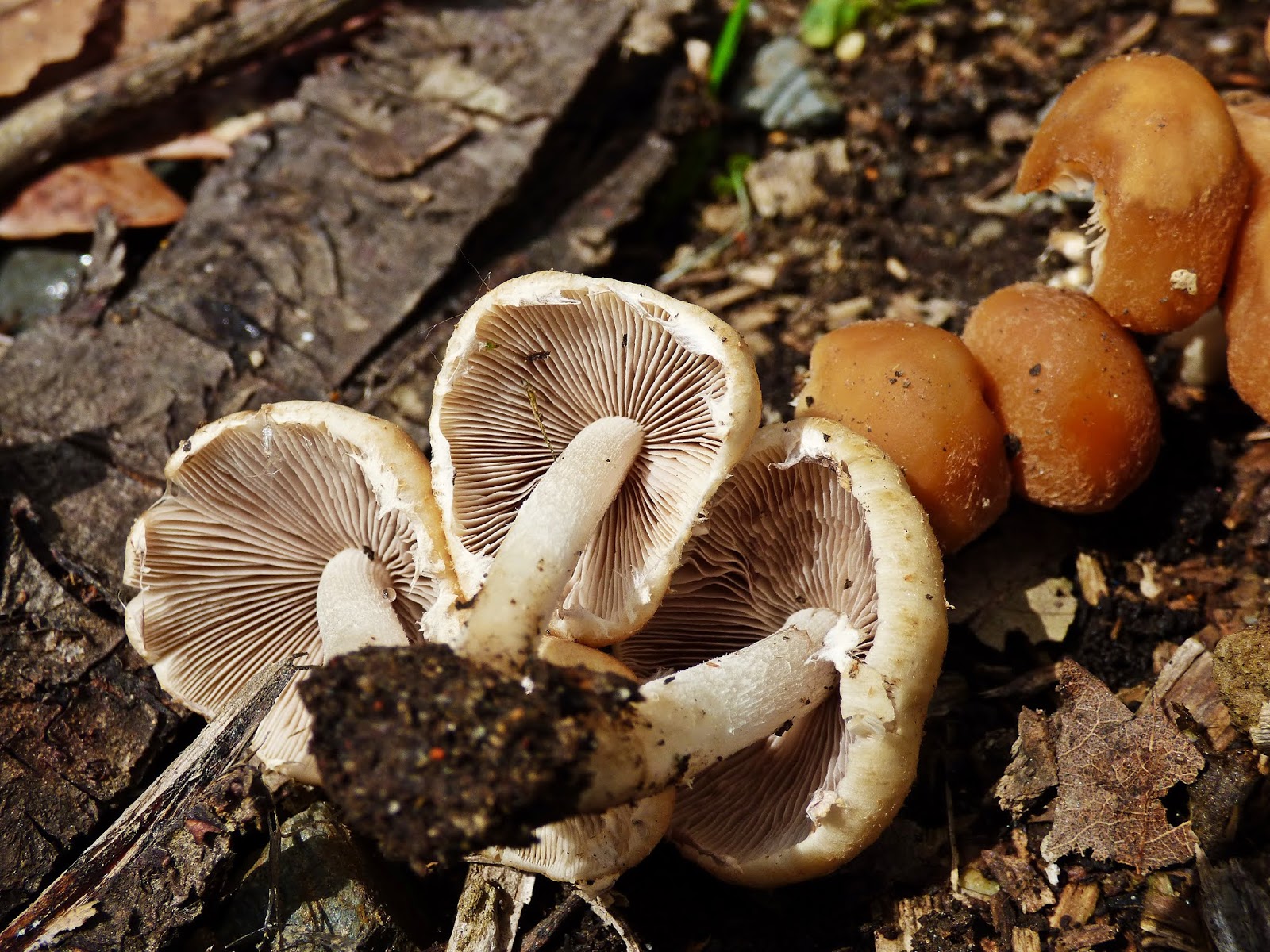 Setas y Hongos de Tineo : PSATHYRELLA CANDOLLEANA (Fr.) Maire