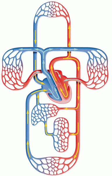 CardVasc.org: Mammal