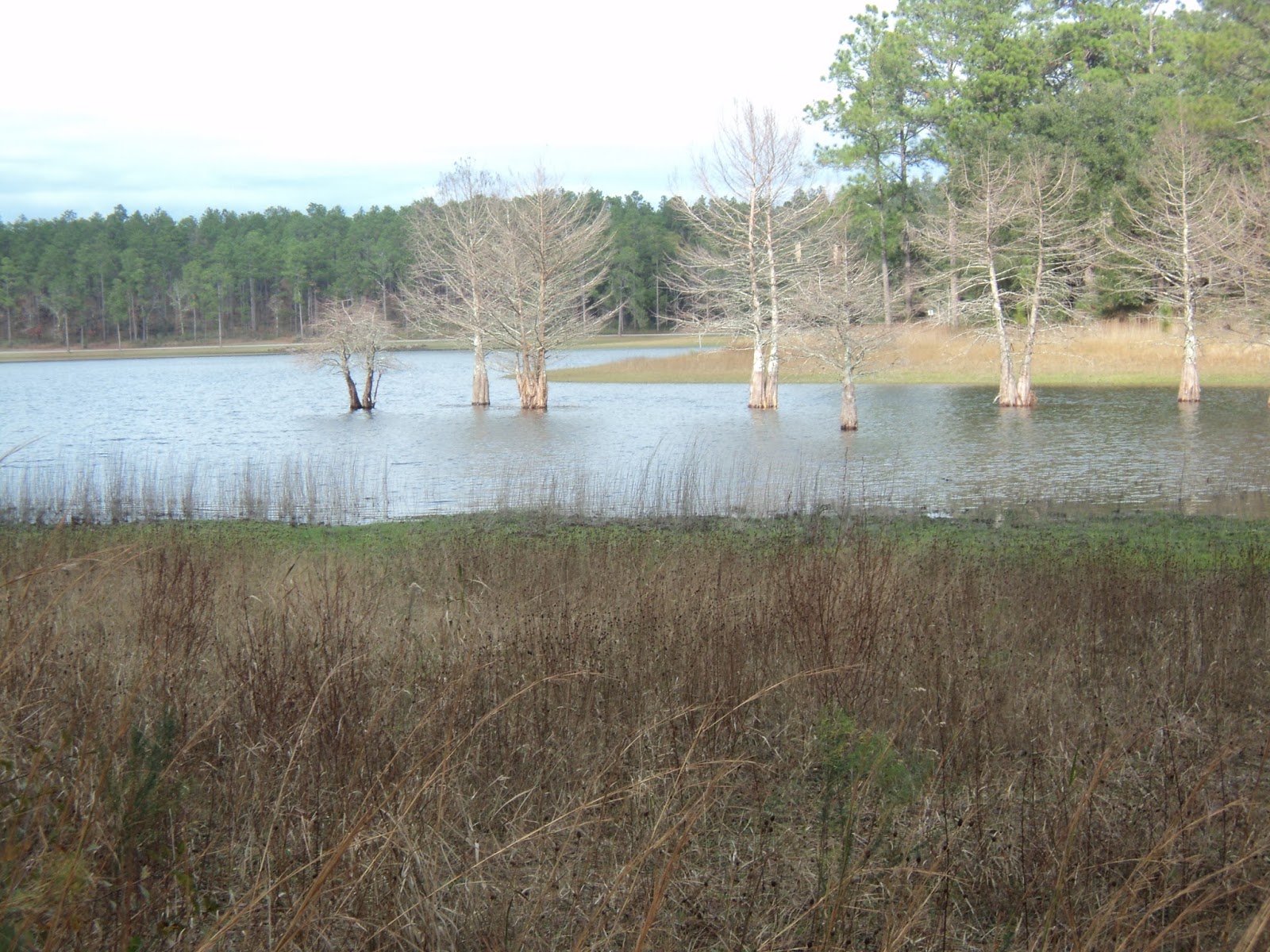 Parking Full Time Hiking Trail Journal: Conecuh National Forest ...