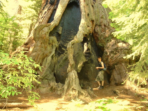 My Way: Boole Tree: Tree sixth in the World's Largest