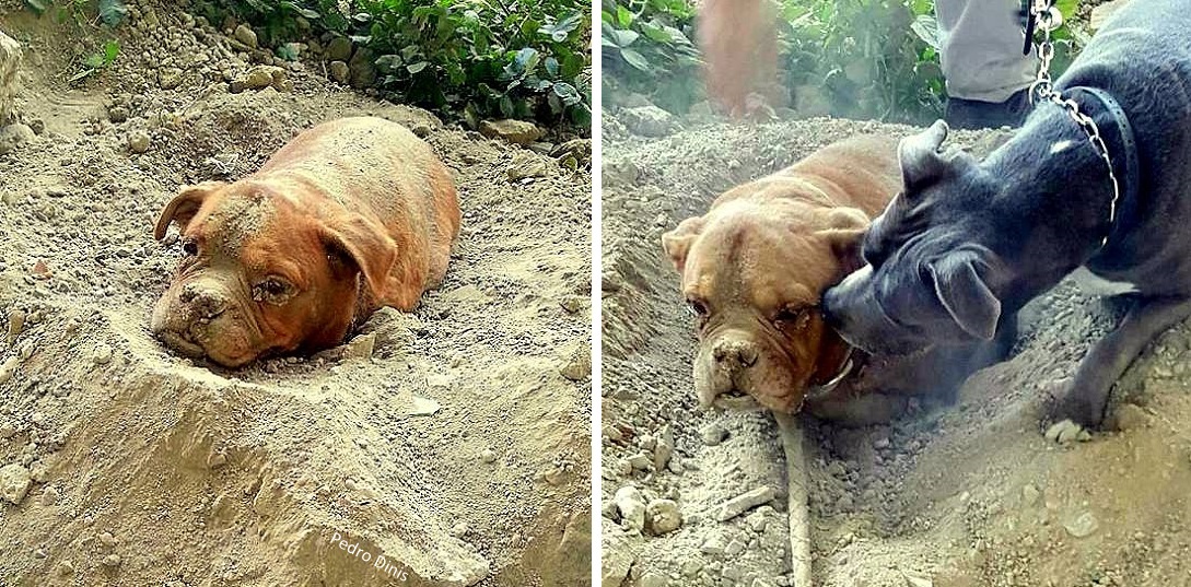 Dog Buried Alive Saved by Another Dog and his Owner - Doglopedix