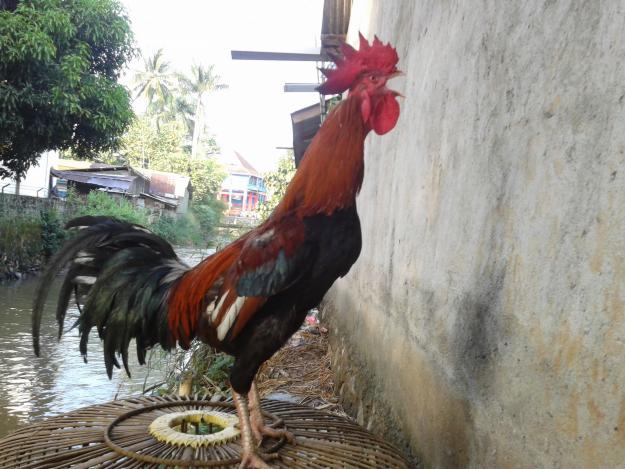 7 Ciri-Ciri Ayam Pelung Yang Bagus Dan Mahal - EkoDoc