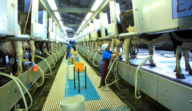 Untuk bangsa dimana ku barasal: PT. GREENFIELDS INDONESIA