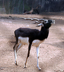 Black Buck Deer ~ ABDUL BASIT AND DANISH KAKAR BIRDS SHOP