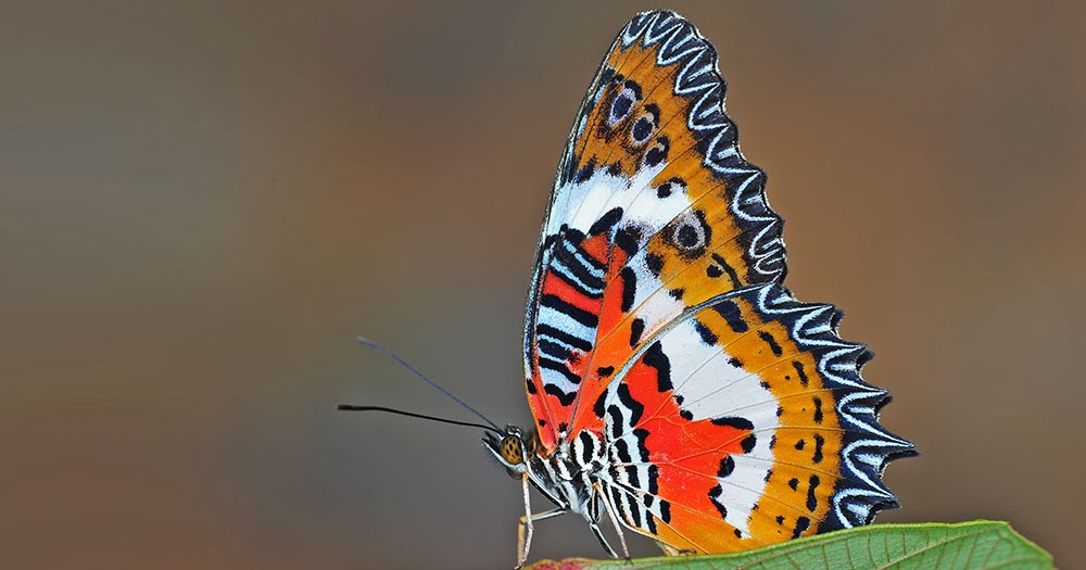 Butterflies of Singapore: Butterfly Anatomy - Part 4