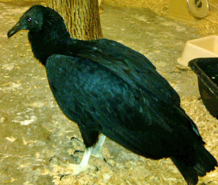 World Bird Sanctuary: Eeew...Vultures Are Gross!