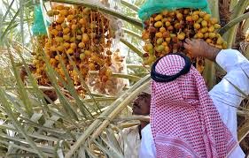 Saudi Arabian Dates