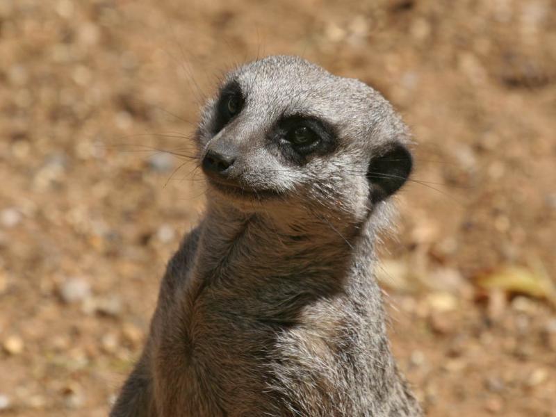 Meerkat | The Biggest Animals Kingdom