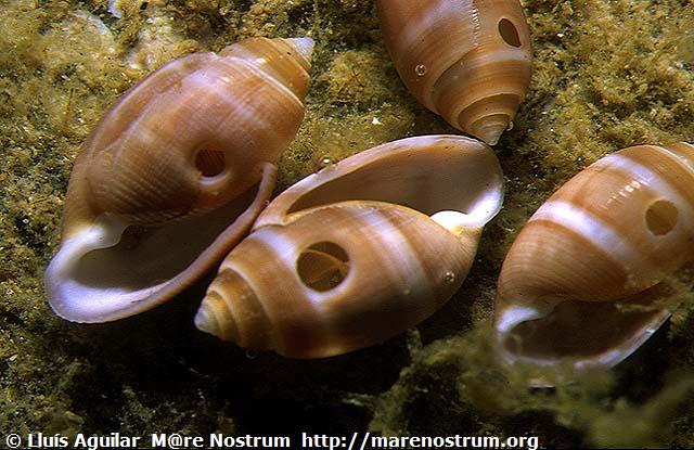 Tesoros a la orilla del mar: El misterio de las conchas perforadas