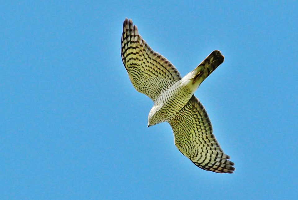 Biodiversity of Cyprus by NGO Protection of the Natural Heritage and ...