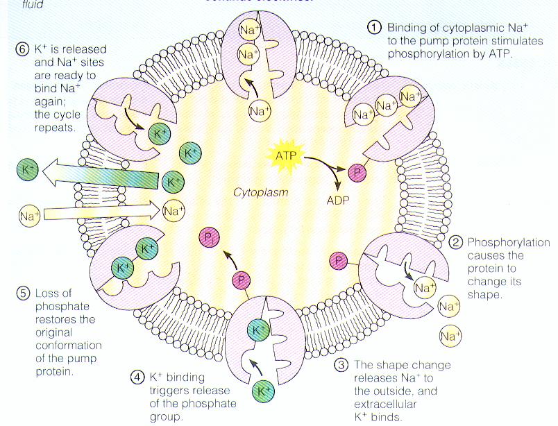 BIOLOGI BERBAGI: STRUKTUR MEMBRAN
