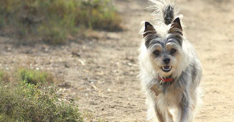 Cute Lion Dog Wallpaper