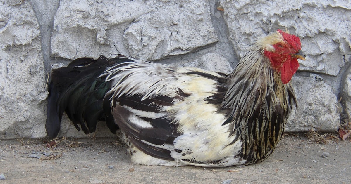 The Carpetbagger: Funeral Chicken